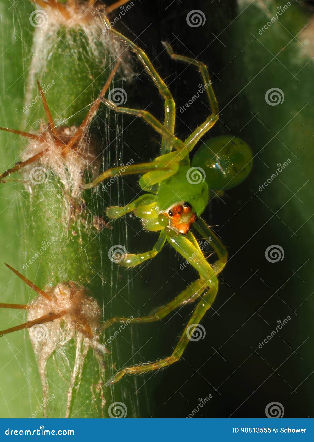 Tiny Green Spider on a Small Cactus Stock Image - Image of spider ...