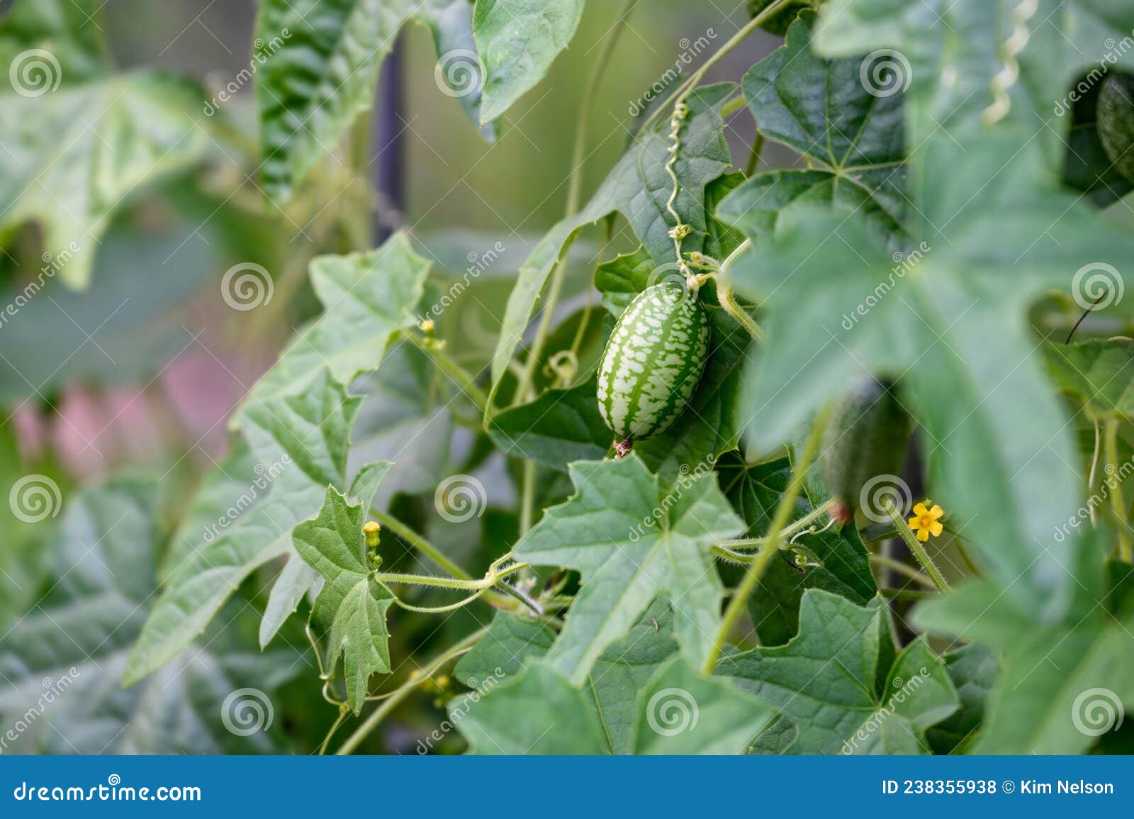 Tiny Green Squash Growing on Delicate Vines Supported on a Dark Green ...
