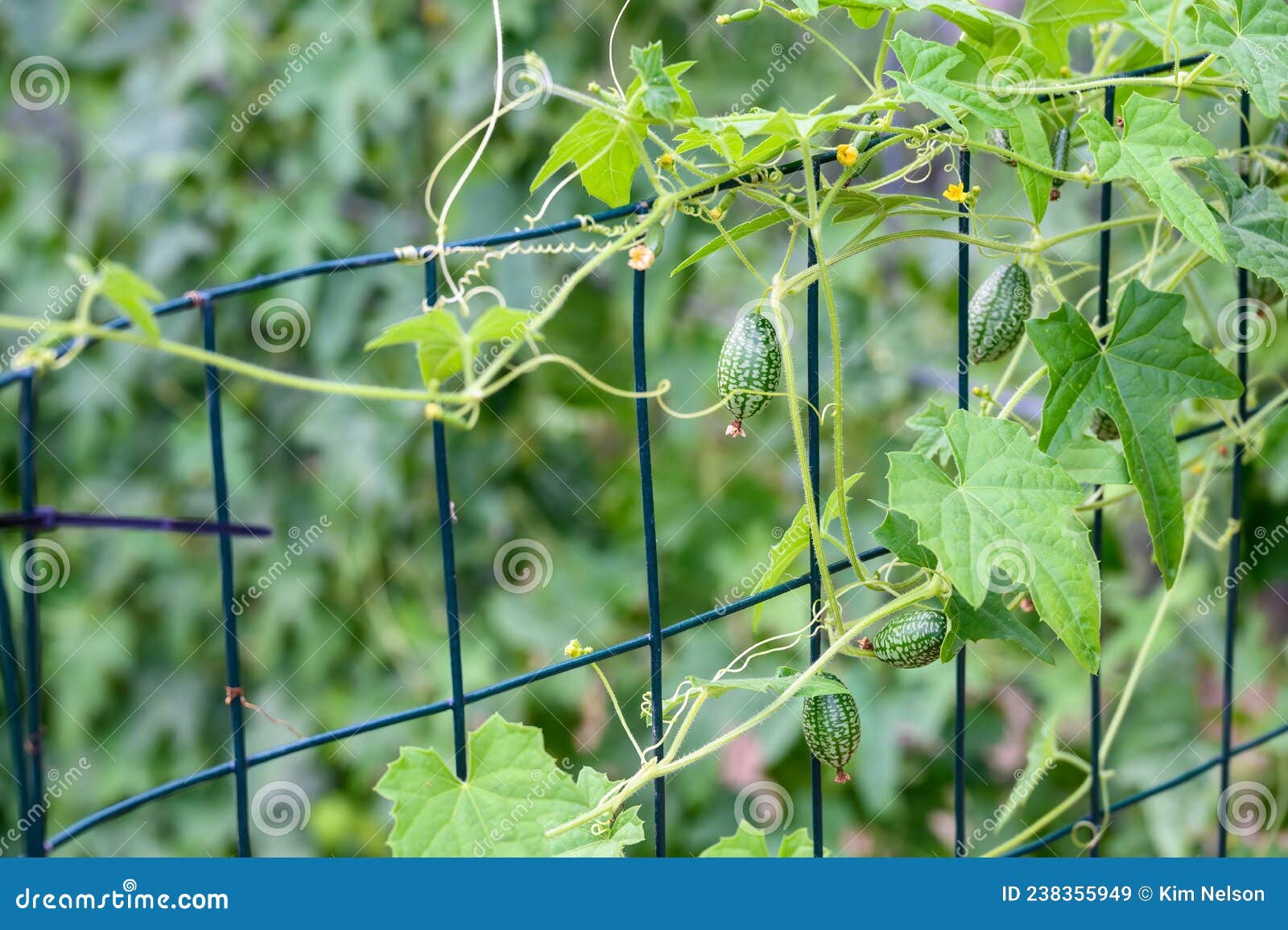 Tiny Green Squash Growing on Delicate Vines Supported on a Dark Green ...