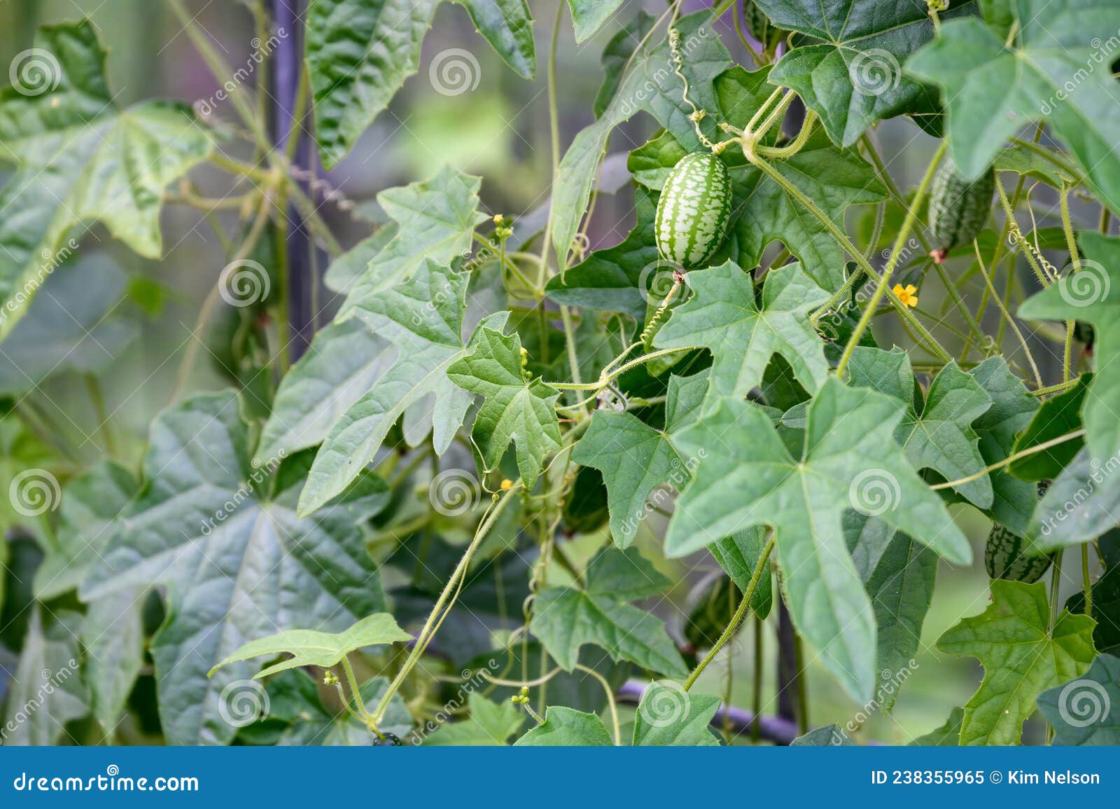Tiny Green Squash Growing on Delicate Vines Supported on a Dark Green ...