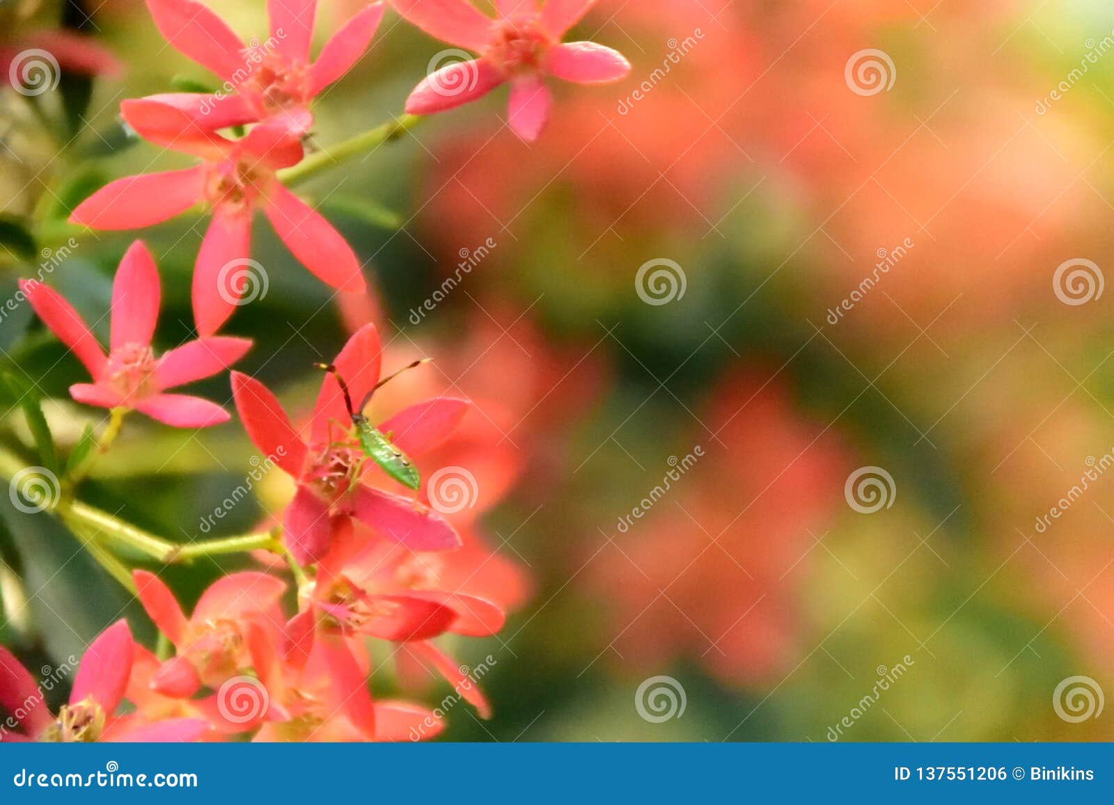 Stink Bug on Pink Flowers stock photo. Image of sitting - 137551206