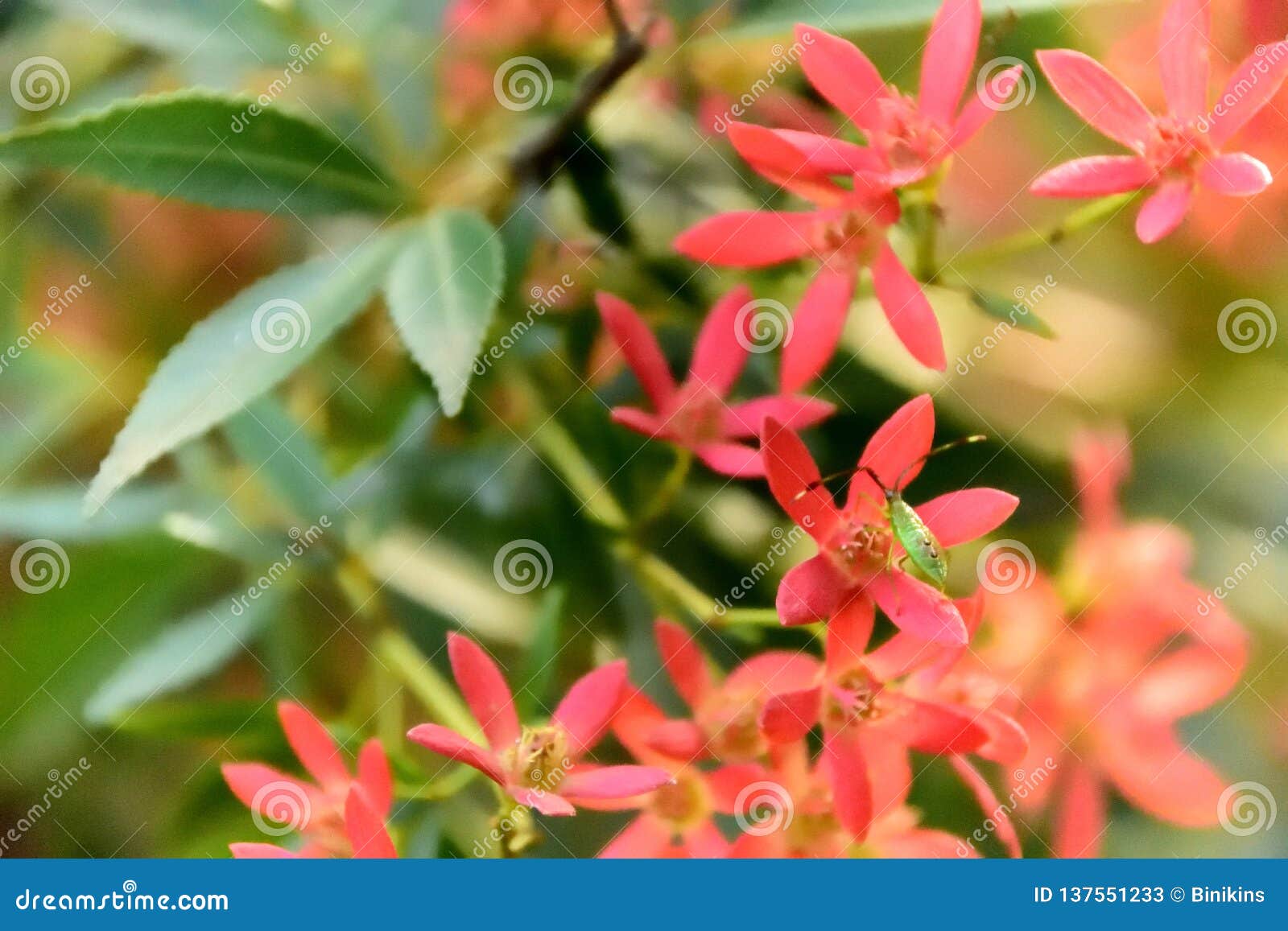 Stink Bug on Pink Flowers stock image. Image of small - 137551233