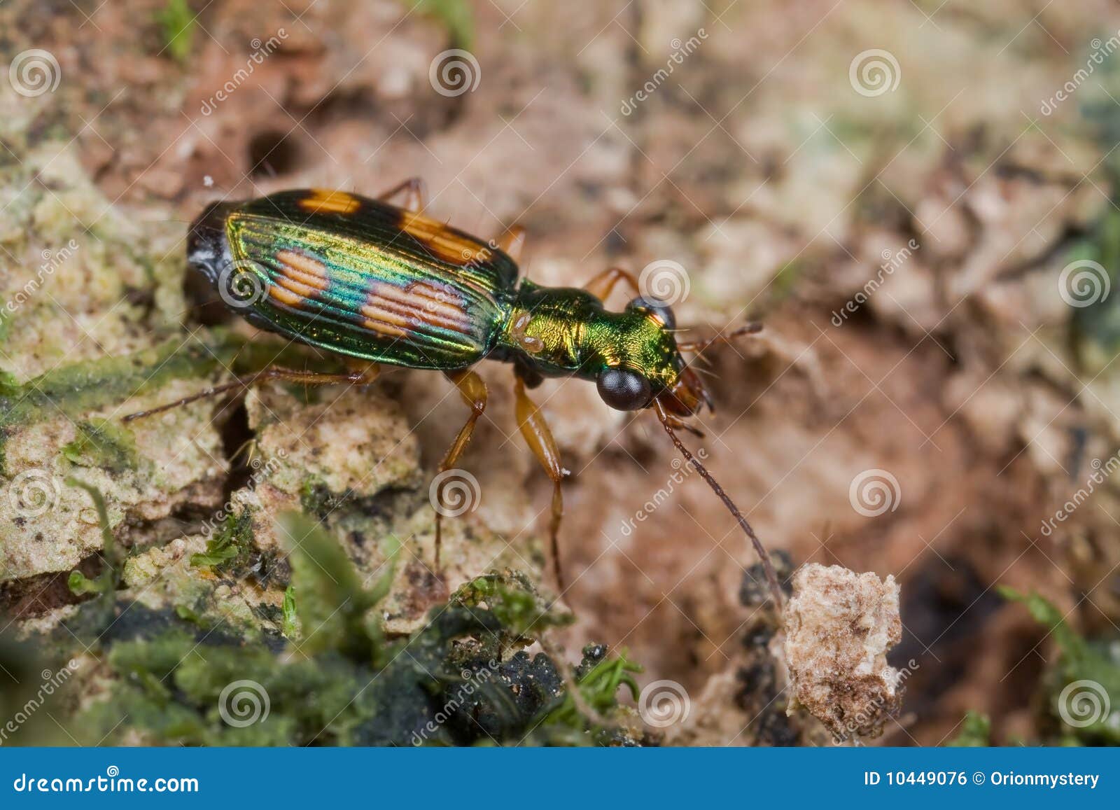 Green Tiger Beetle (Cicindela Campestris) Eyes And Mandibles Royalty ...