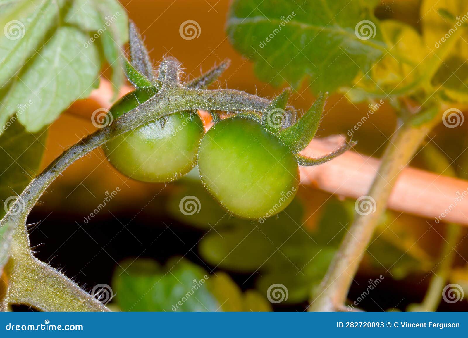 Tiny Green Cherry Tomatoes on Vine Stock Image - Image of tomatos, together: 282720093
