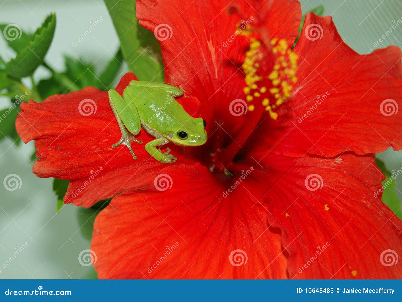 Tiny Green Tree Frog on Red Hibiscus Stock Image - Image of gardens ...