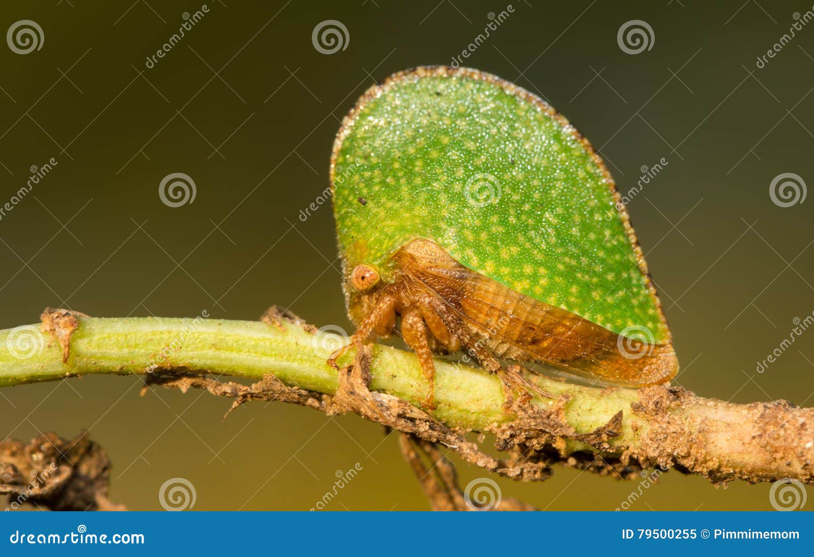 Tiny green Treehopper stock image. Image of pest, small - 79500255