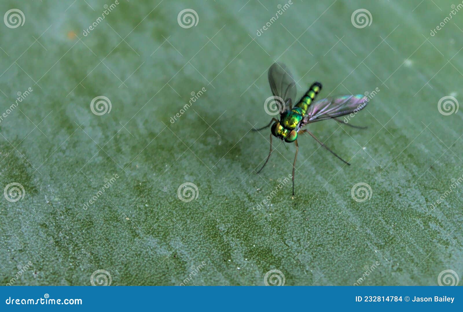Tiny Green Winged Insect on a Leaf Stock Photo - Image of distictive ...