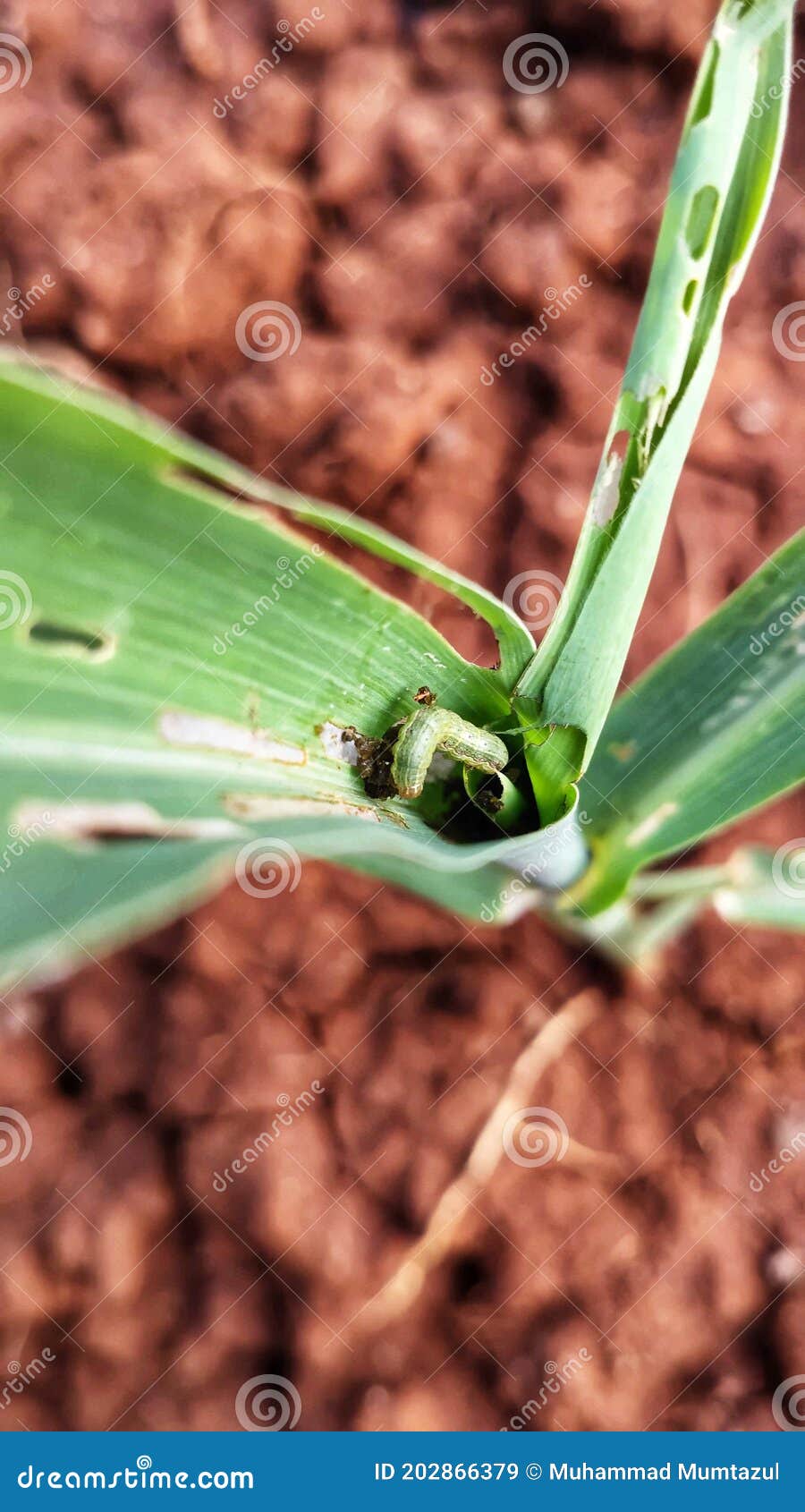 Tiny Green Worm Inside a Maize Leaf Stock Image - Image of produce ...