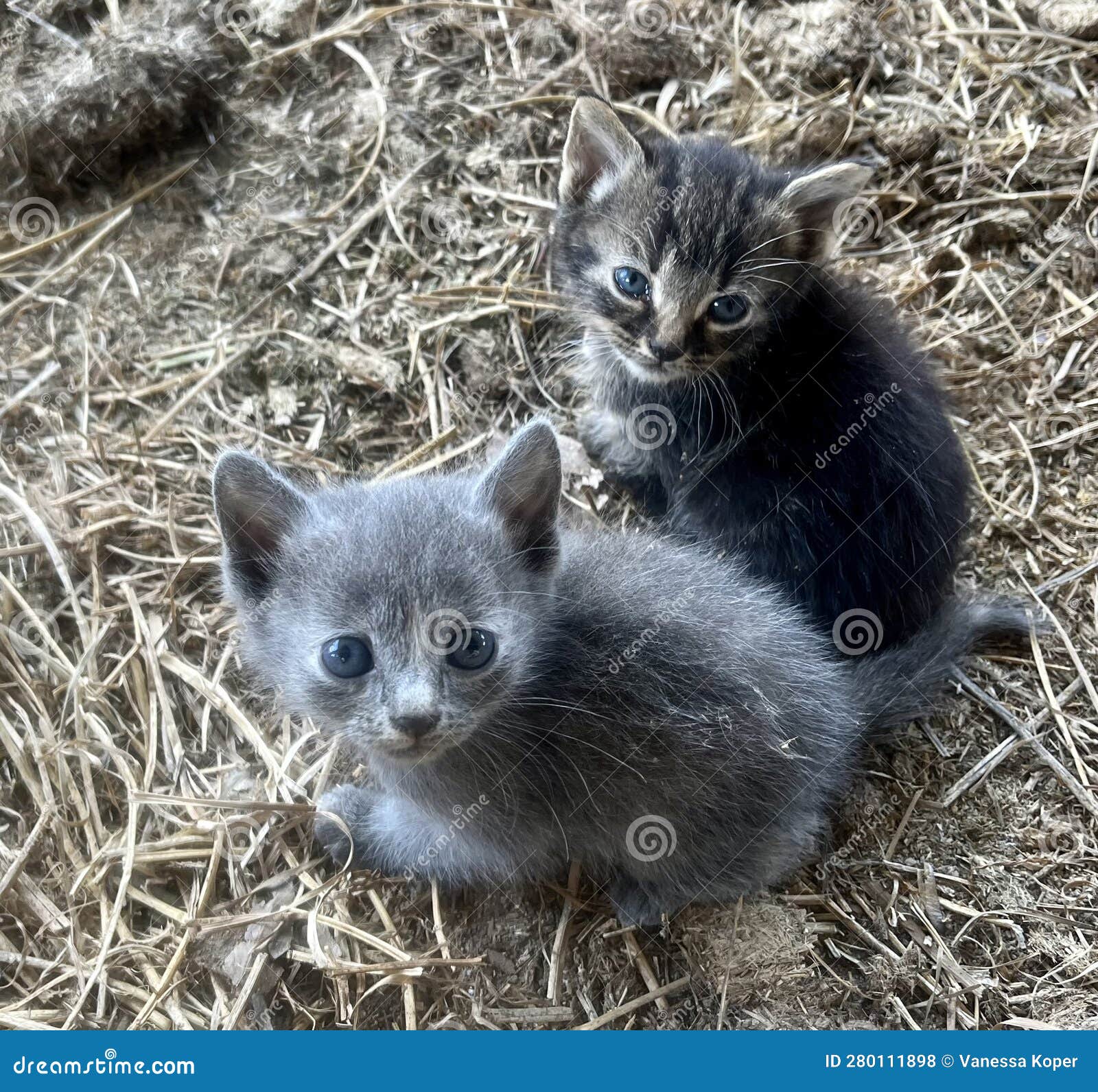 2 tiny grey kittens stock photo. Image of tiny, mammal - 280111898
