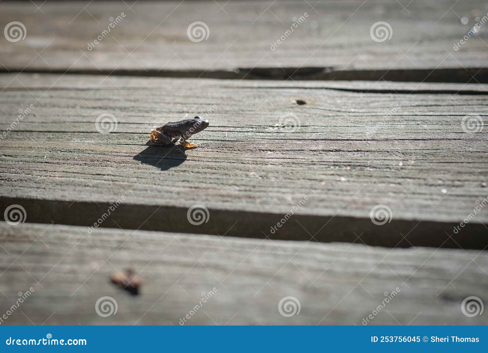 Tiny grog on a wood dock stock image. Image of nature - 253756045