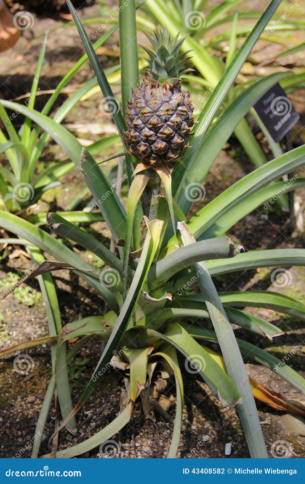 Tiny Growing Pineapple stock photo. Image of eating, delicious - 43408582