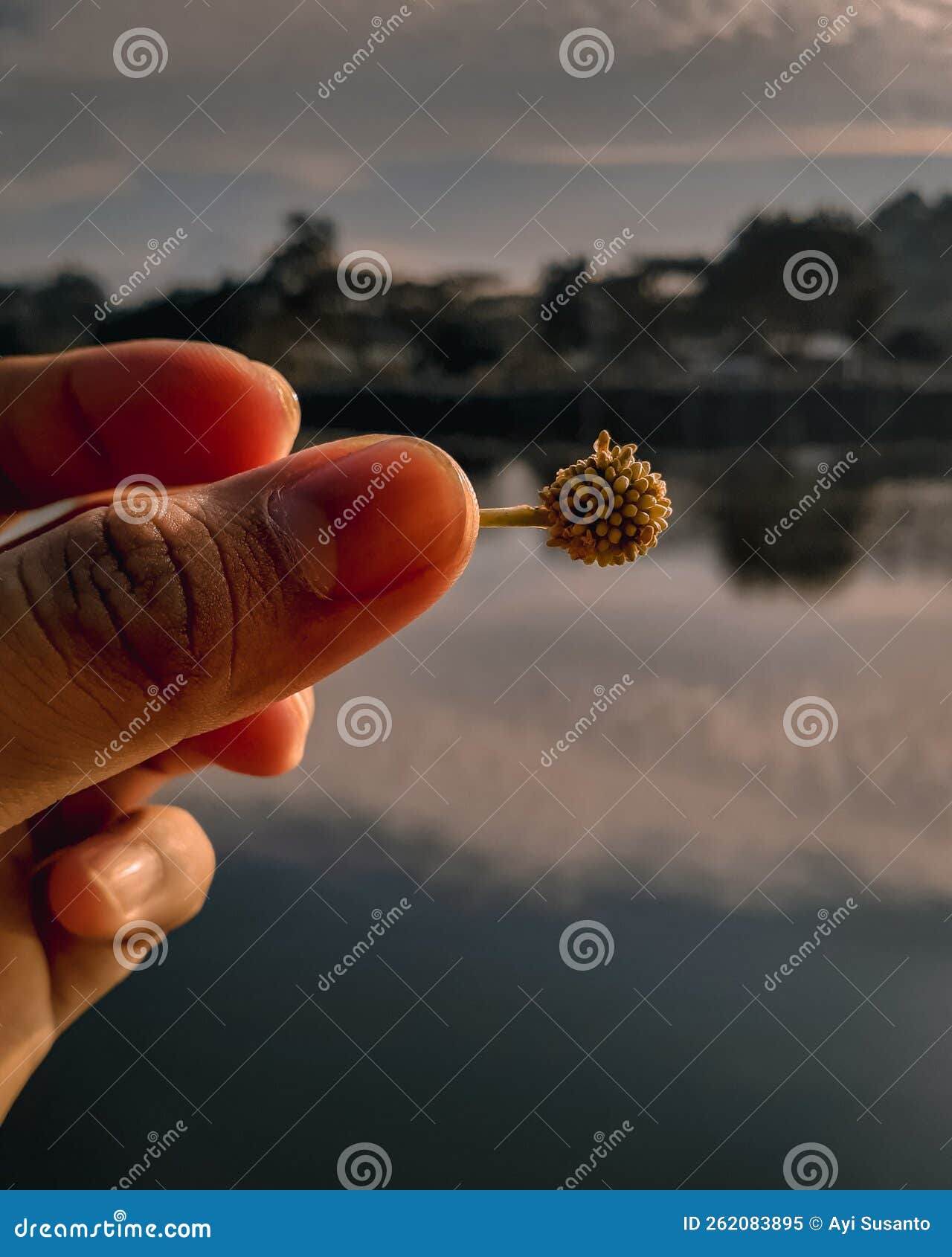 Tiny Hands with Beautiful Flower Objects by the Lake Stock Image ...
