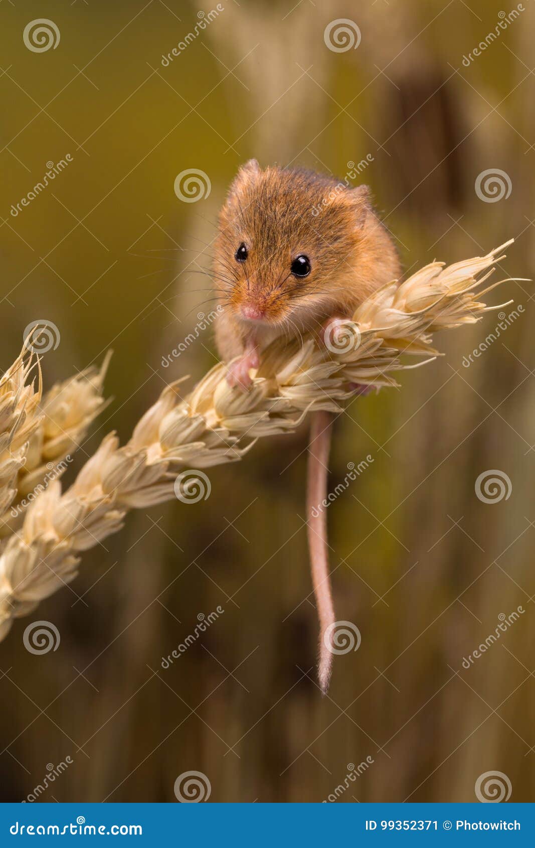 Tiny Harvest Mouse stock image. Image of mice, countryside - 99352371