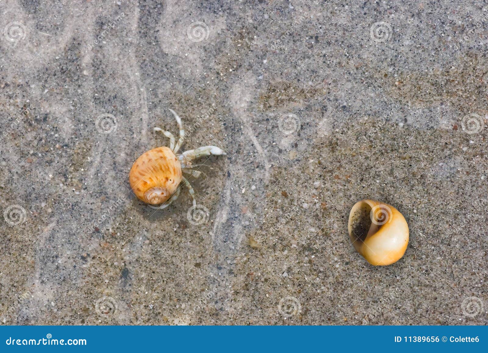 Tiny Hermit Crab Inside Its Small And Colourful Sea Snail Shell Royalty ...