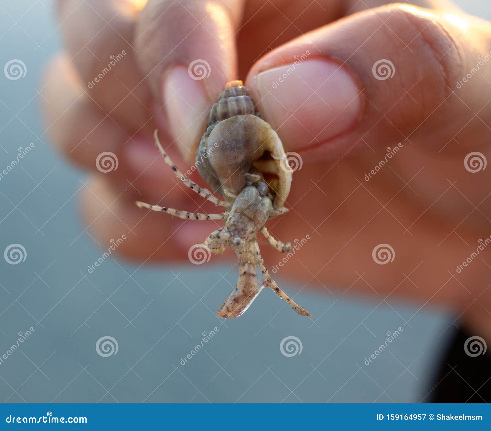 Tiny Hermit Crab Inside Its Small and Colourful Sea Snail Shell Stock ...