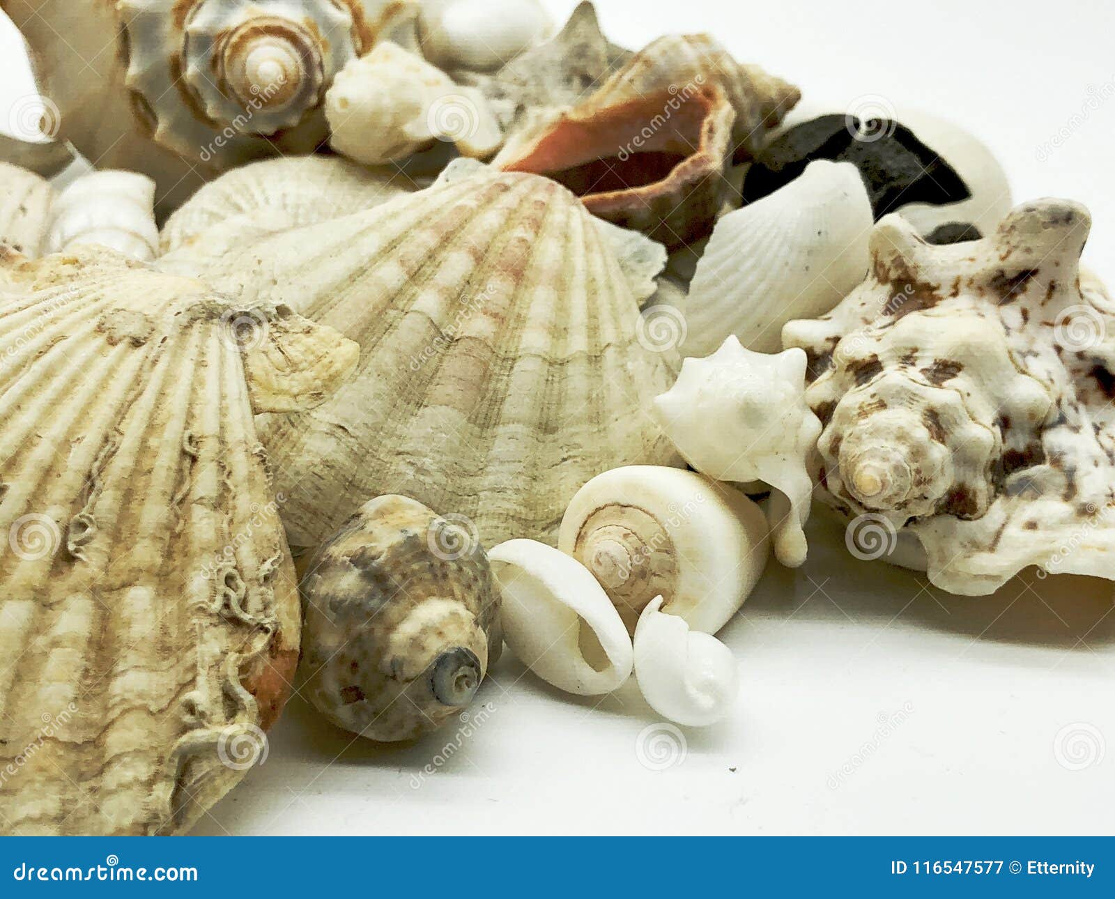 Tiny and Huge Seashell Starfish Shell Shellfish Summer Season Closeup ...