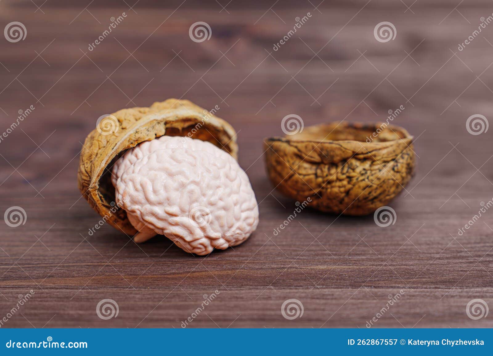 Tiny Human Brain in a Nutshell Stock Image - Image of wooden, idea ...