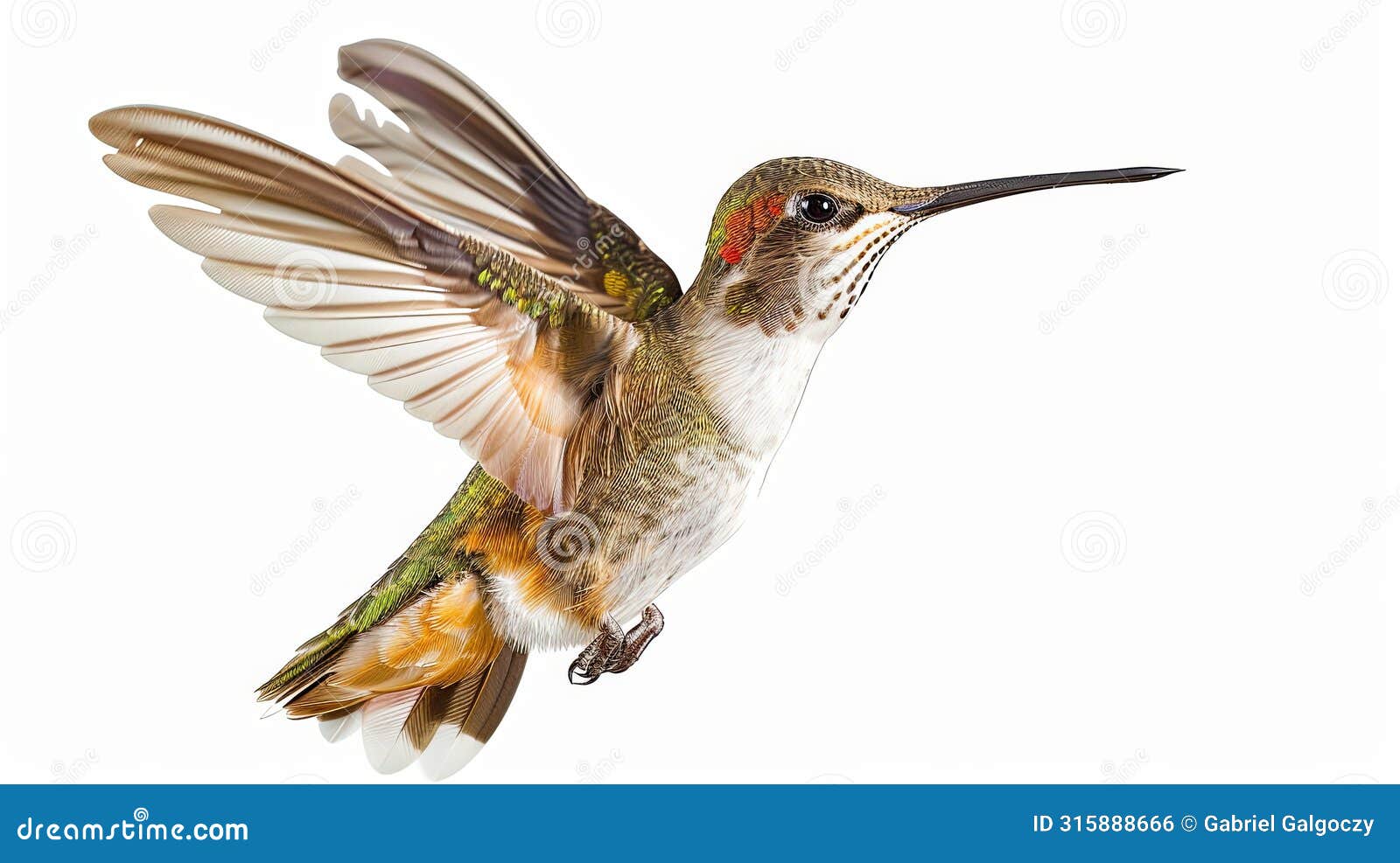 Tiny Hummingbird Flying Realistic Closeup Realistic Portrait Stock ...