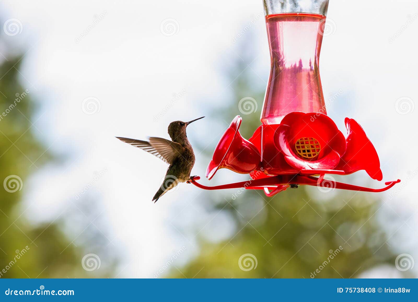 Tiny Hummingbird Getting a Drink at a Backyard Feeder Stock Photo ...