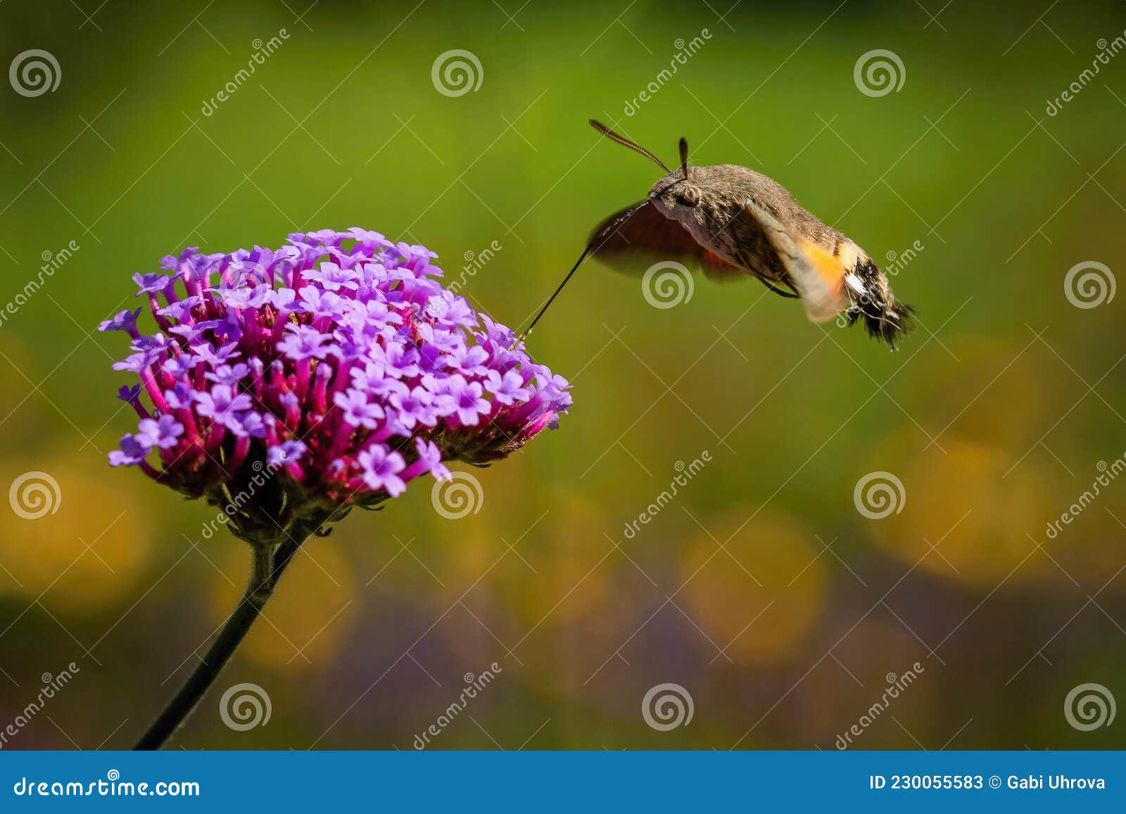 Tiny Hummingbird Hawk-moth on Purple Flower Stock Image - Image of ...