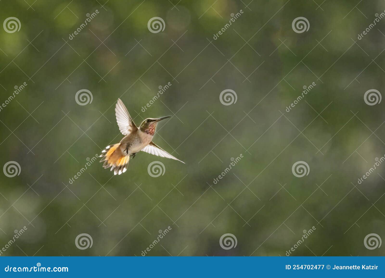 Tiny Hummingbird Hovering in the Sky Stock Image - Image of hummingbird ...