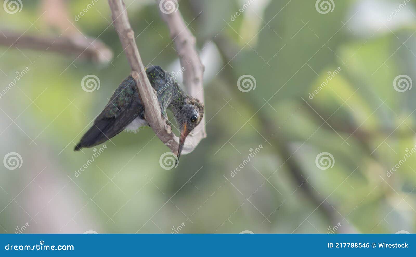 Tiny Hummingbird Looking Down while Standing on a Curving Branch in the ...