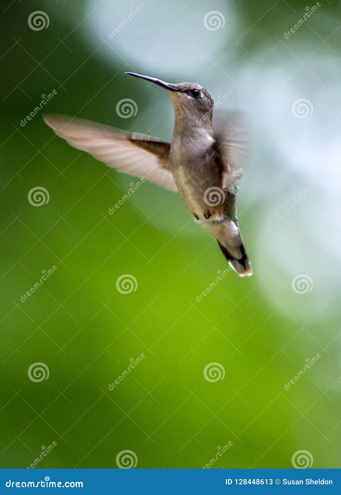 Tiny Hummingbird in Motion on a Fall Day Stock Image - Image of ...
