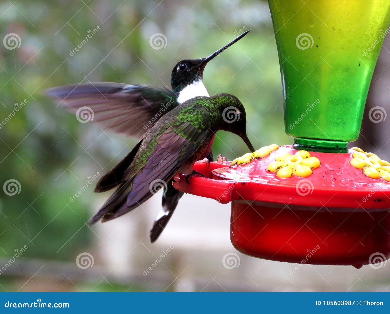 Two Green Hummingbirds Drinking Stock Image - Image of plumage, flap ...