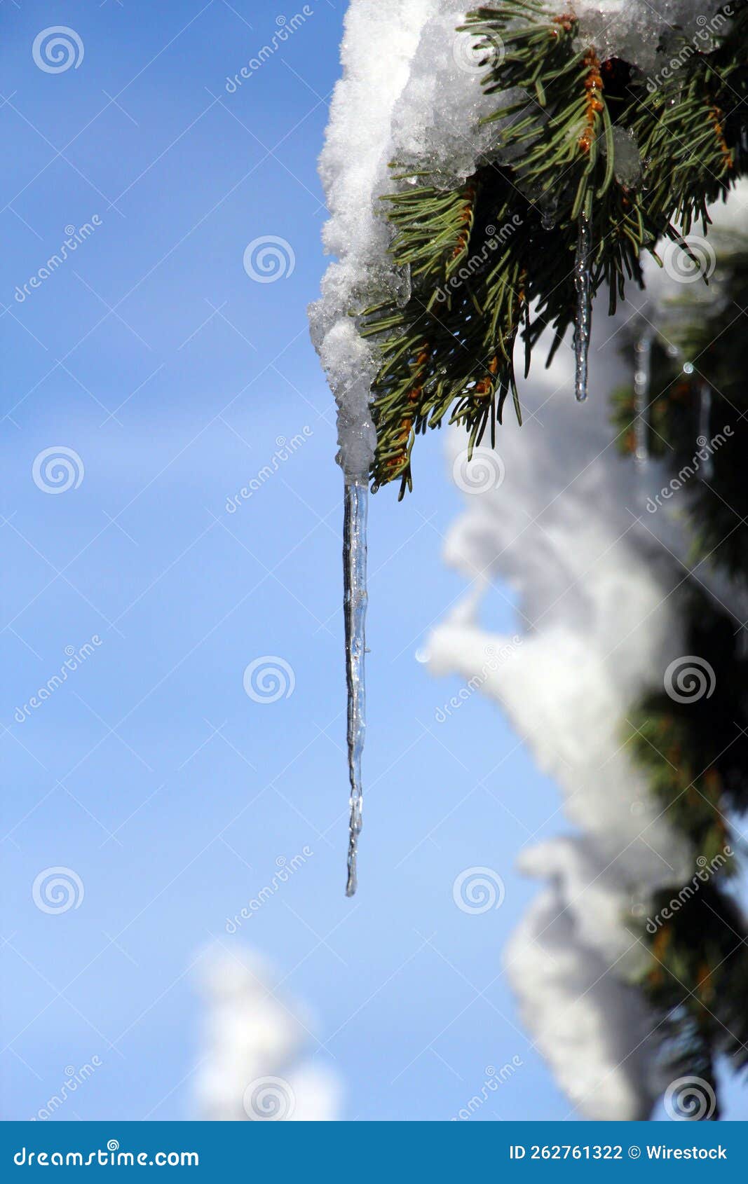 Tiny Icicle on a Pine Tree Branch in Closeup Stock Photo - Image of ...
