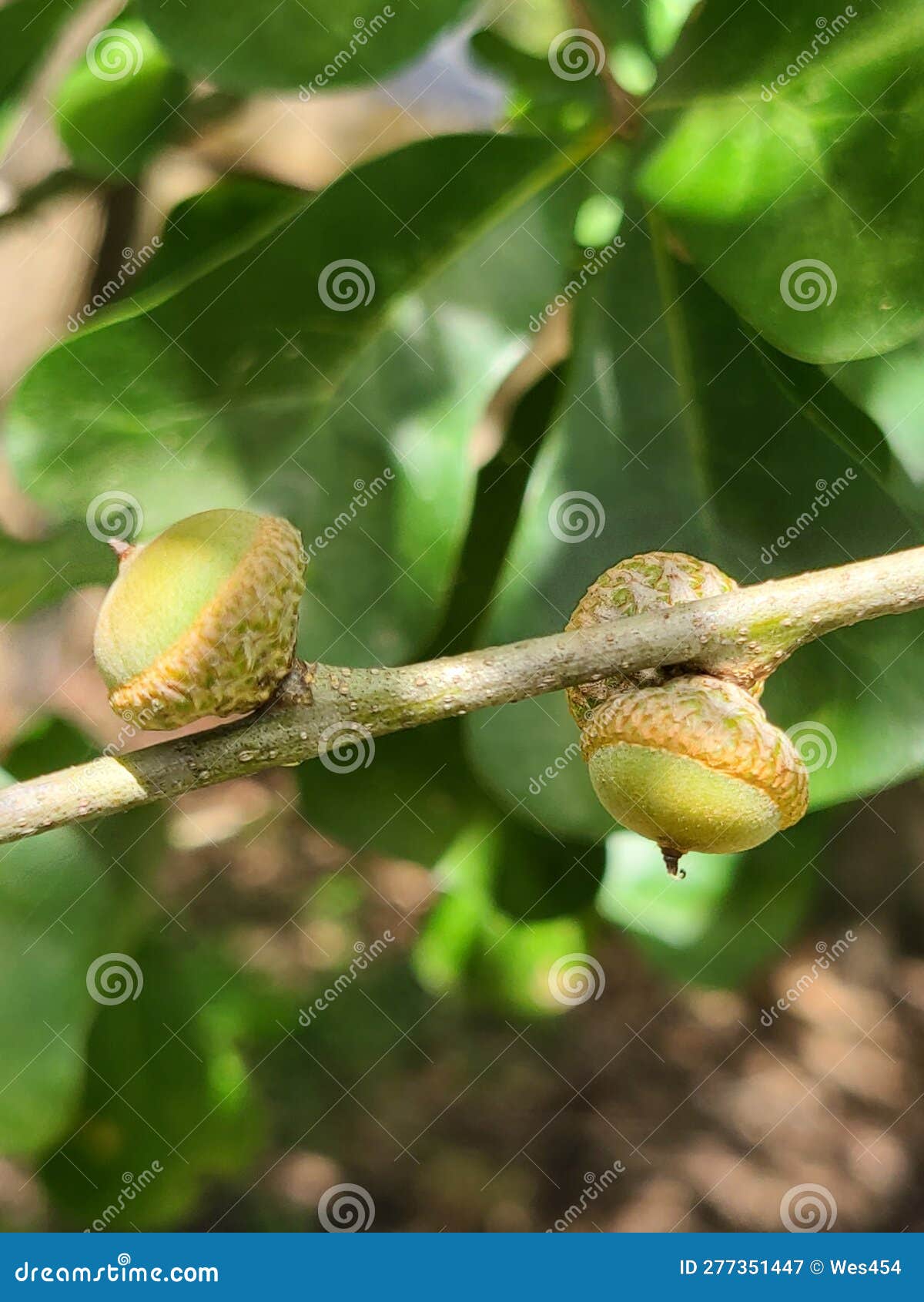 Tiny Acorns Growing In Clusters On Oak Tree In Florida - Quercus ...