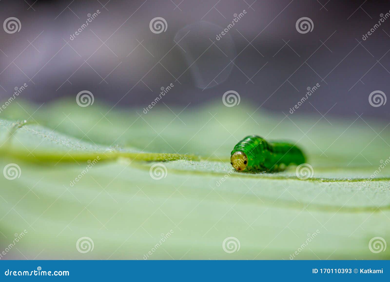 Tiny Inchworm on Green Leaf Stock Image - Image of geometric, larvae ...