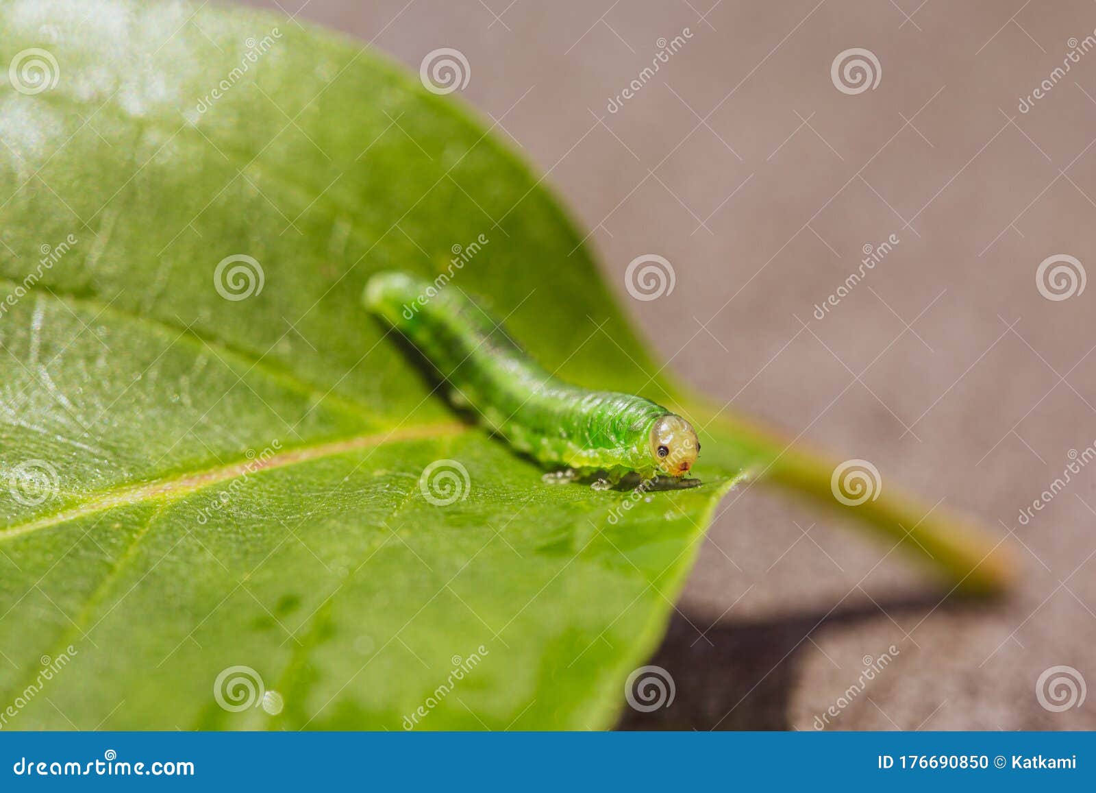 Tiny Inchworm on a Green Leaf Stock Photo - Image of crawling, moving ...
