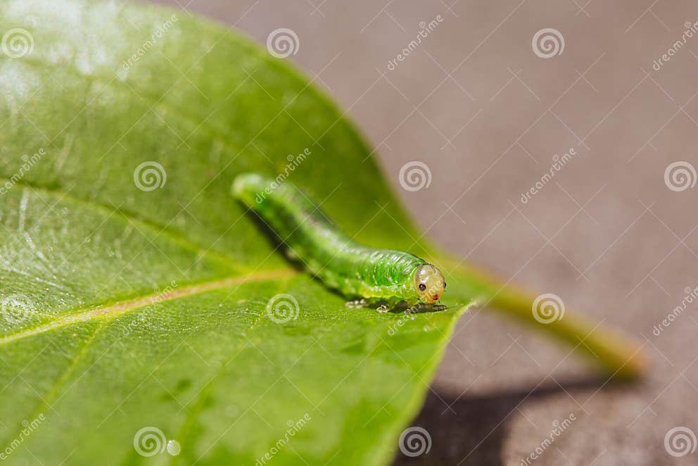 Tiny Inchworm on a Green Leaf Stock Photo - Image of crawling, moving ...