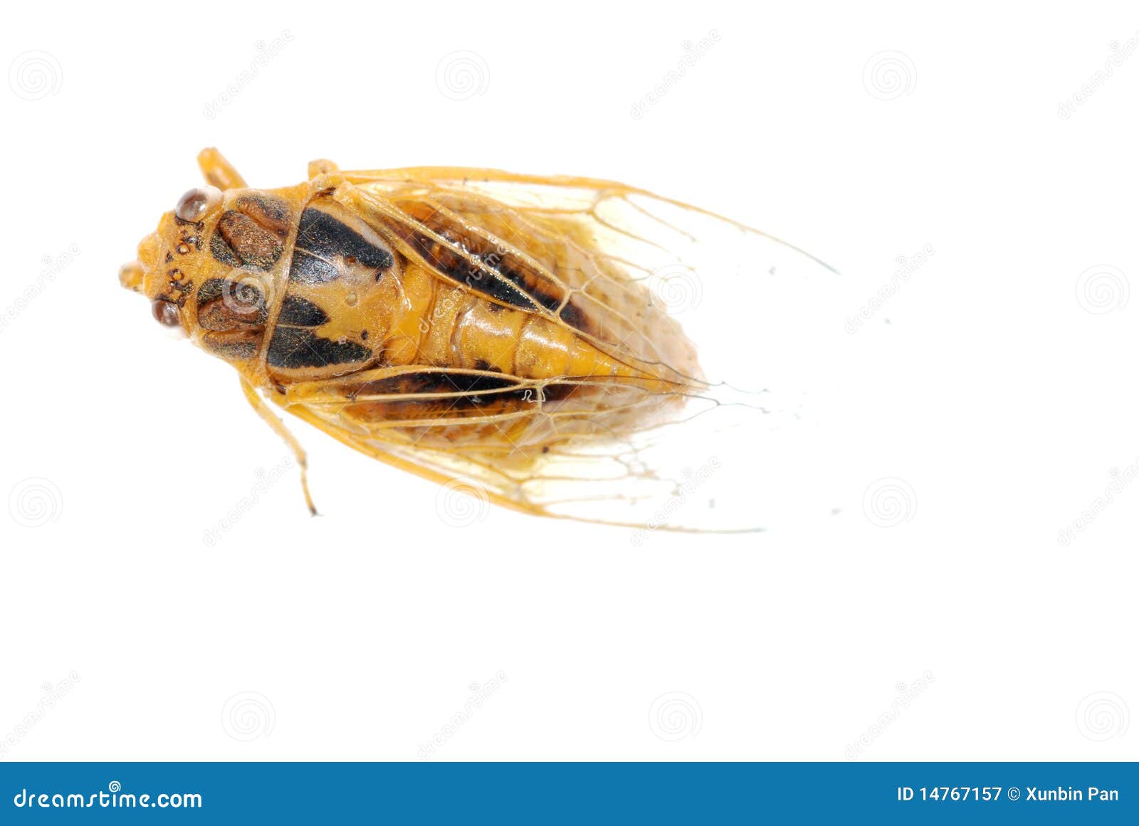 Tiny insect cicada stock image. Image of brown, critter - 14767157