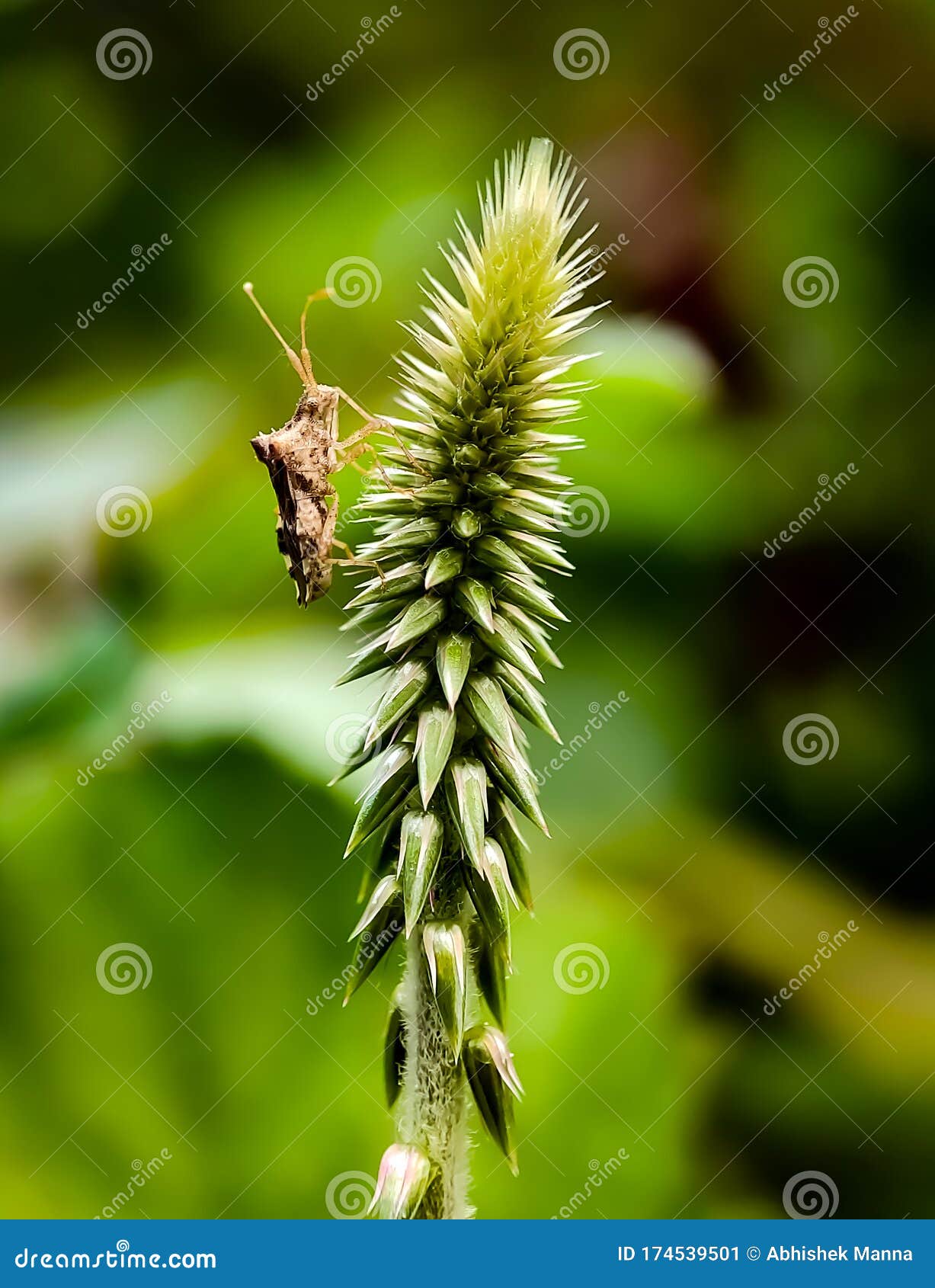 Tiny insect on flower bud. stock image. Image of green - 174539501