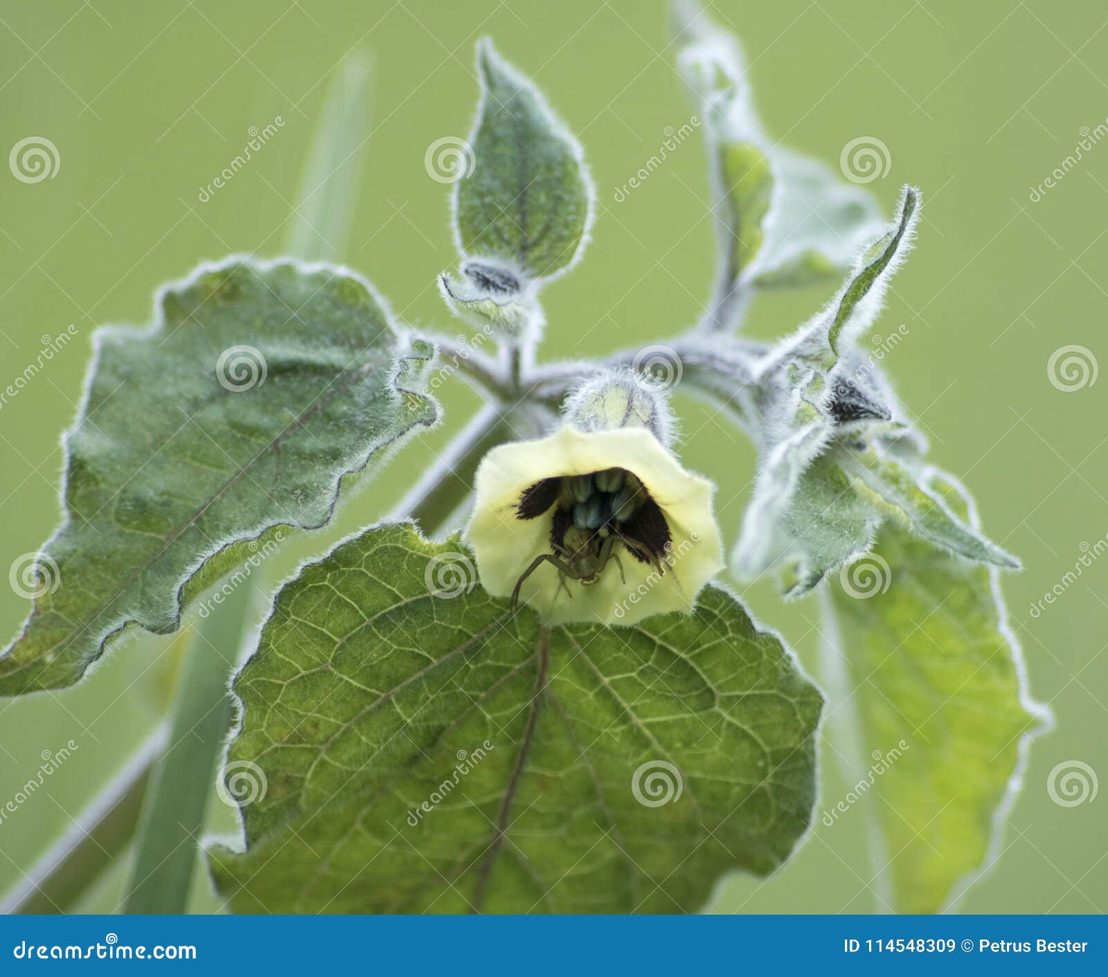 Tiny insect in flower stock image. Image of black, green - 114548309