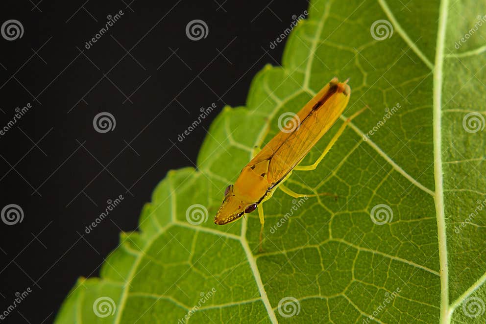 A Tiny Insect, on a Fresh Green Leaf. Stock Photo - Image of ...