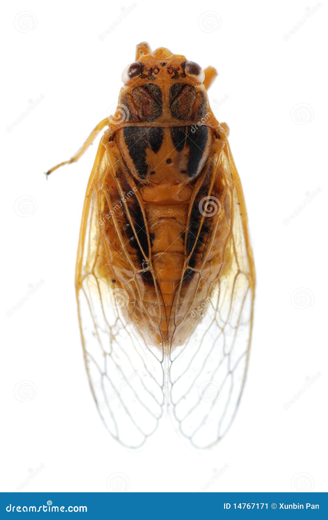 Tiny insect gold cicada stock image. Image of cricket - 14767171