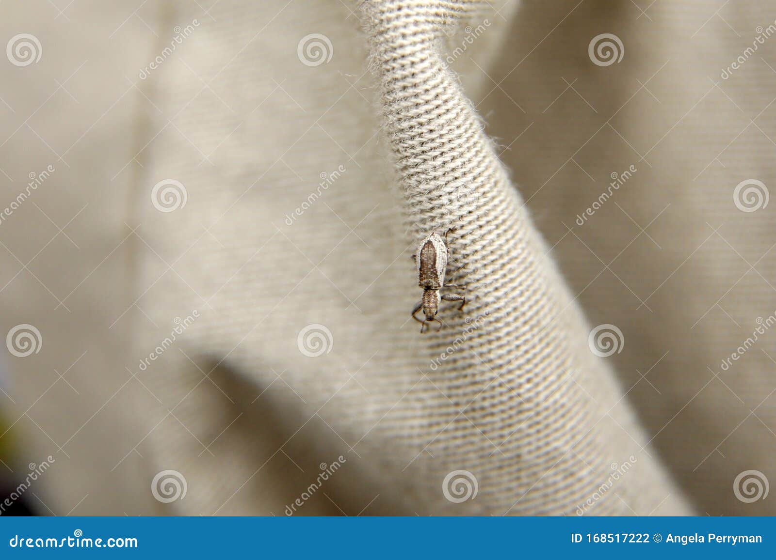 Tiny insect on cloth stock photo. Image of cotacachi - 168517222