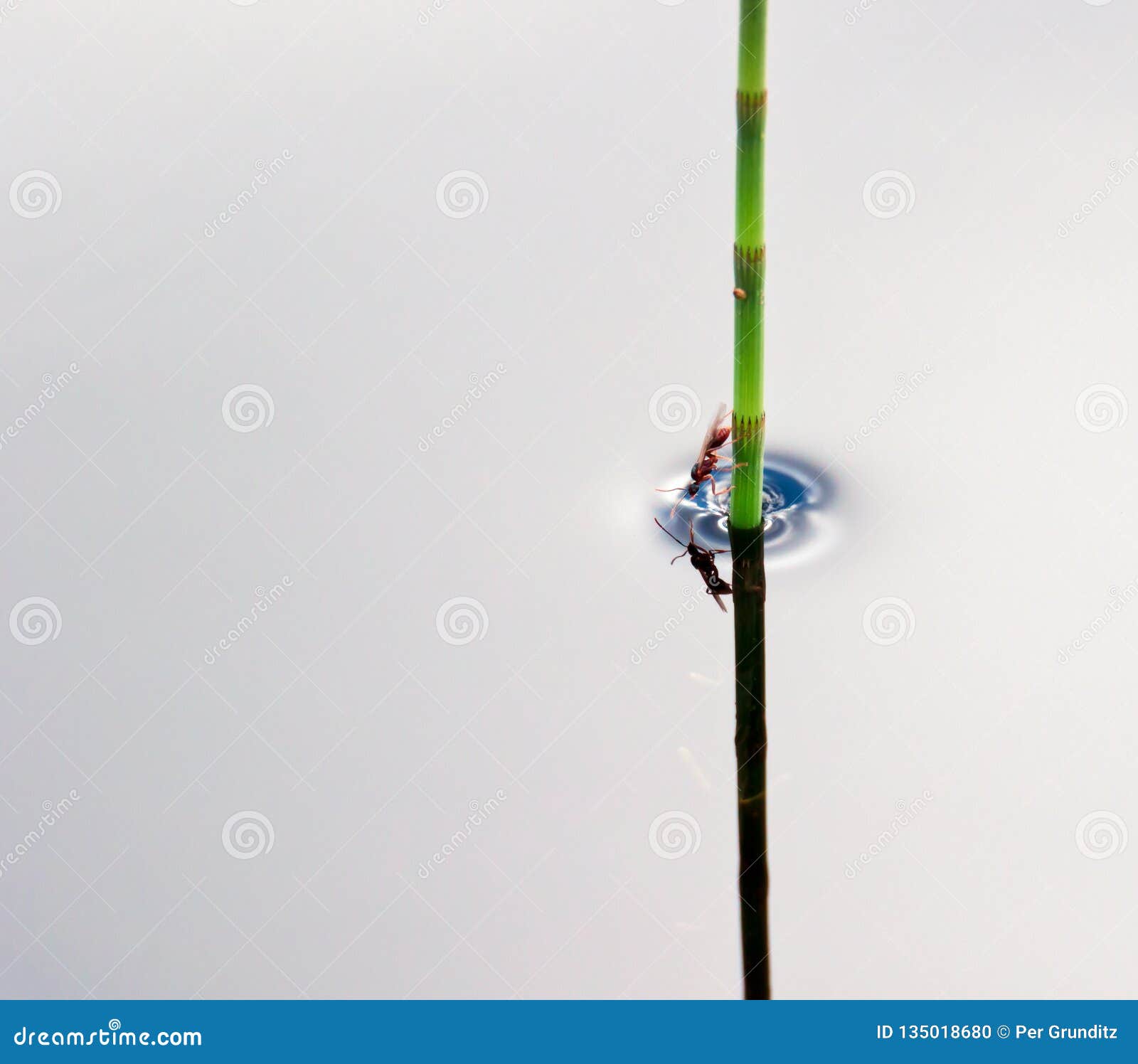 Tiny Insect on Straw in Lake Stock Photo - Image of water, outdoors ...