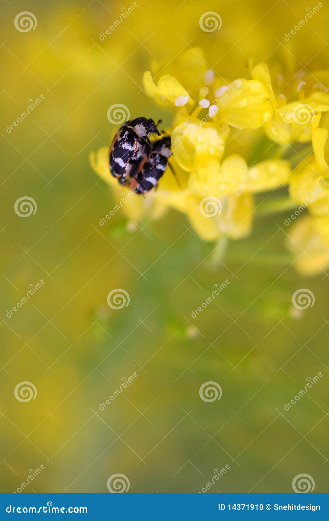 Tiny insects stock photo. Image of flora, leaf, beauty - 14371910