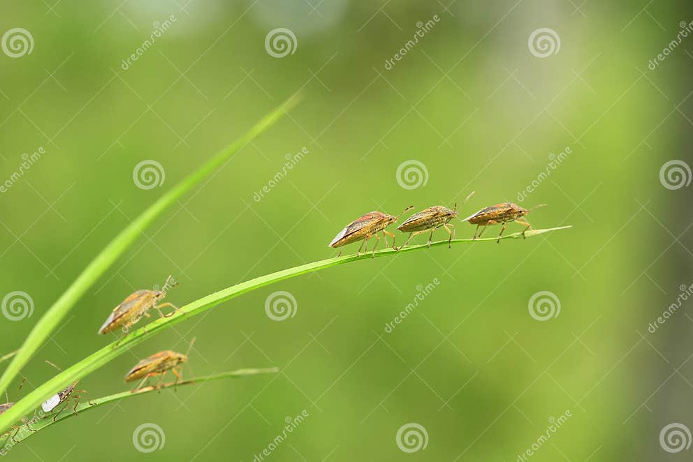 Tiny insects stock image. Image of cricket, beauty, close - 25946527