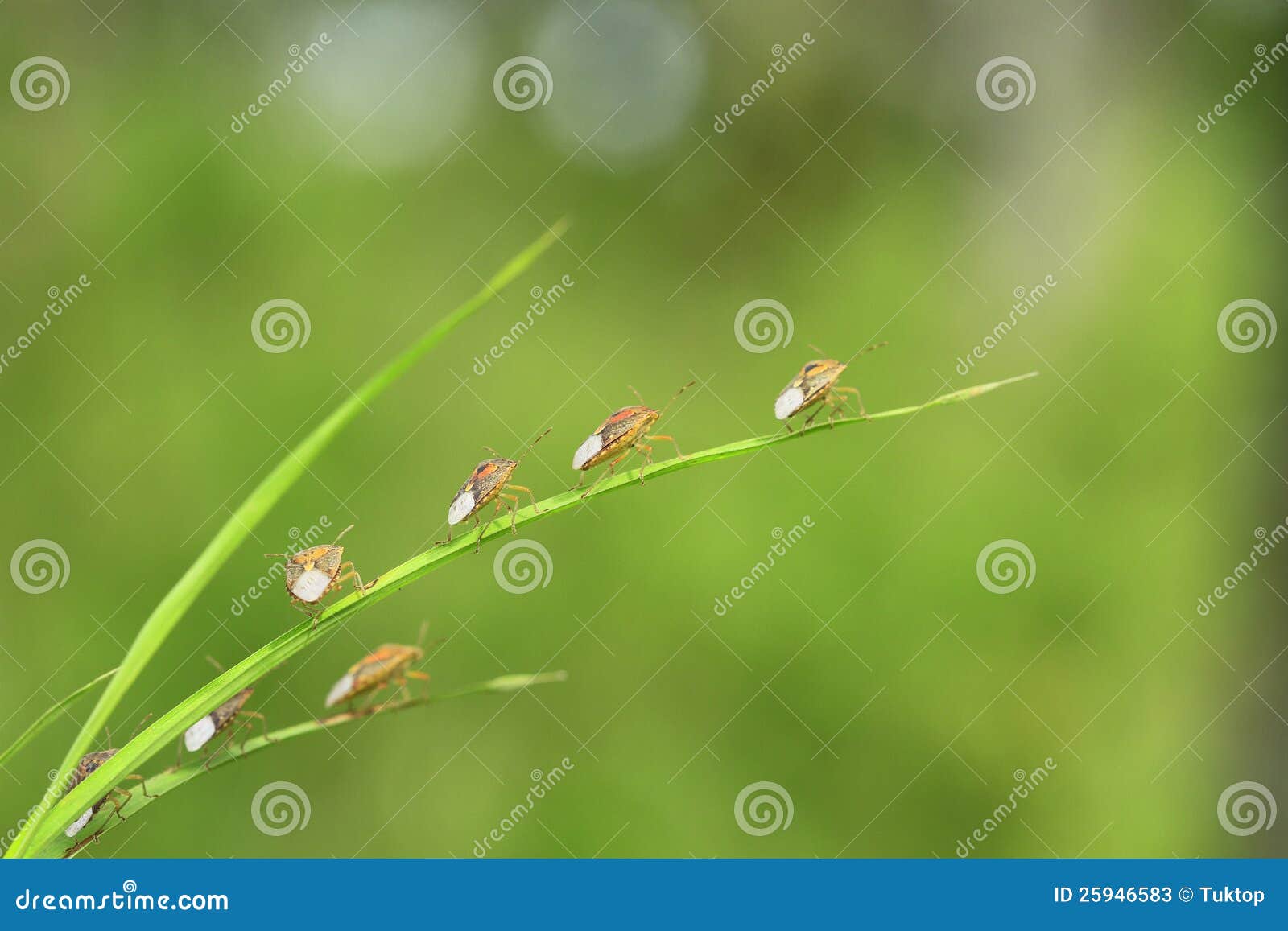 Tiny insects stock image. Image of insect, beauty, animal - 25946583