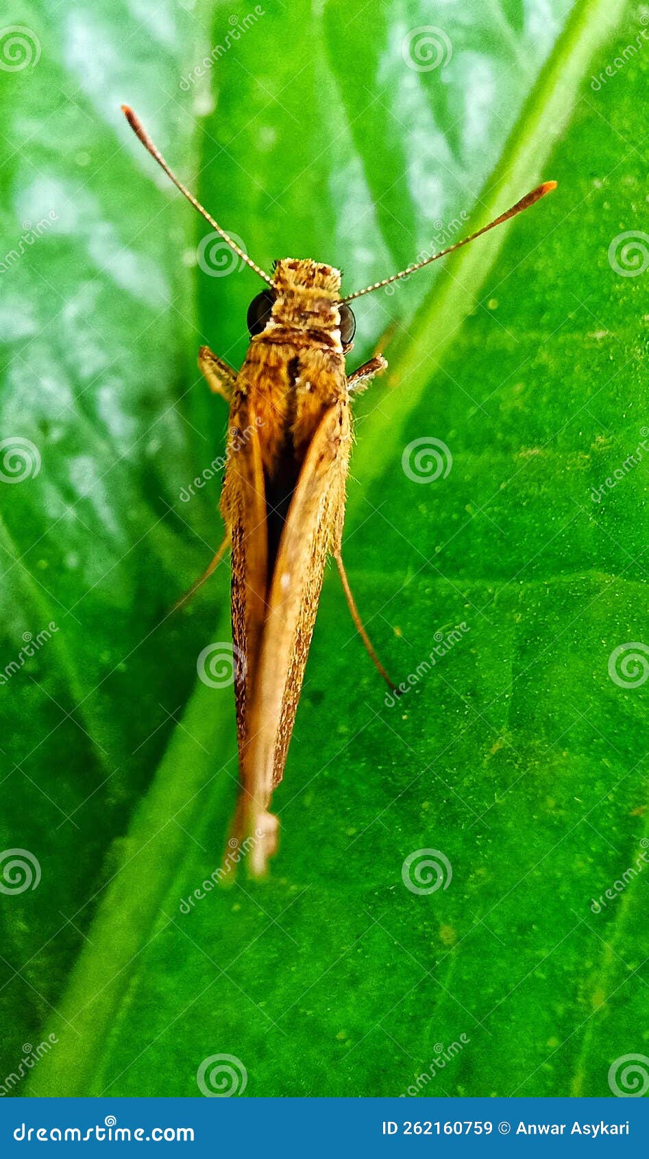 Tiny Insects Around the House, Nastra, Kupu-kupu Juragan Stock Image ...