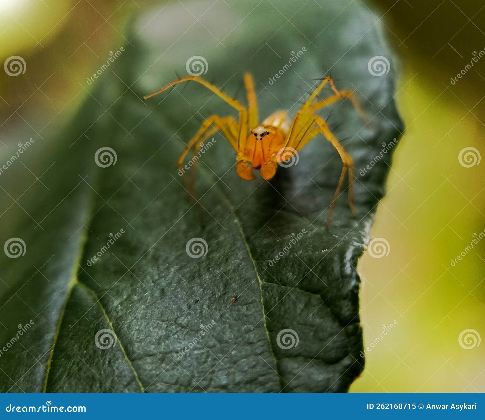 Tiny Insects Around the House, Oxyopes, Laba-laba Kuning Stock Image ...