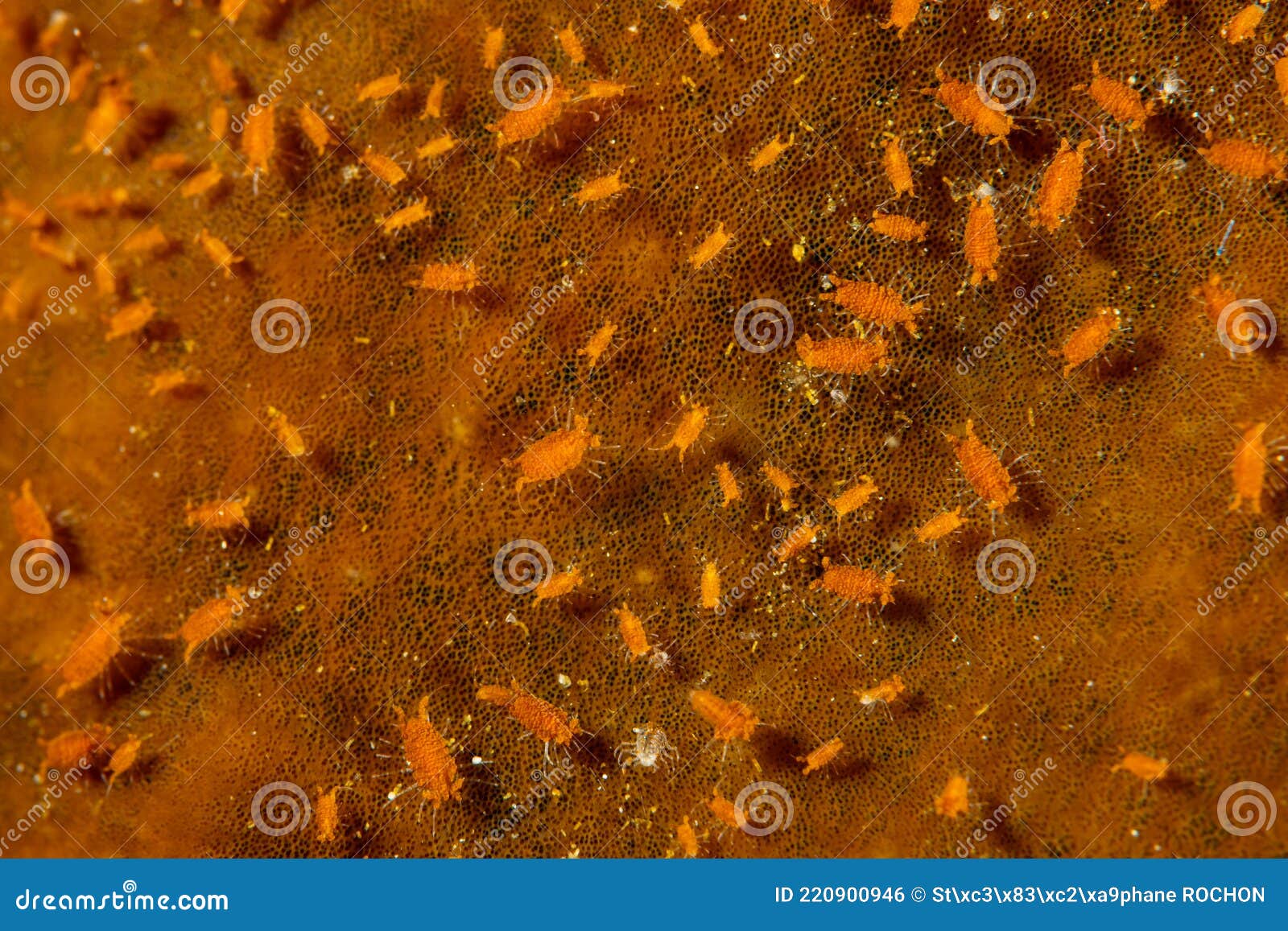 Tiny Isopod Santia Sp. on Sponge Stock Photo - Image of raja, adventure ...