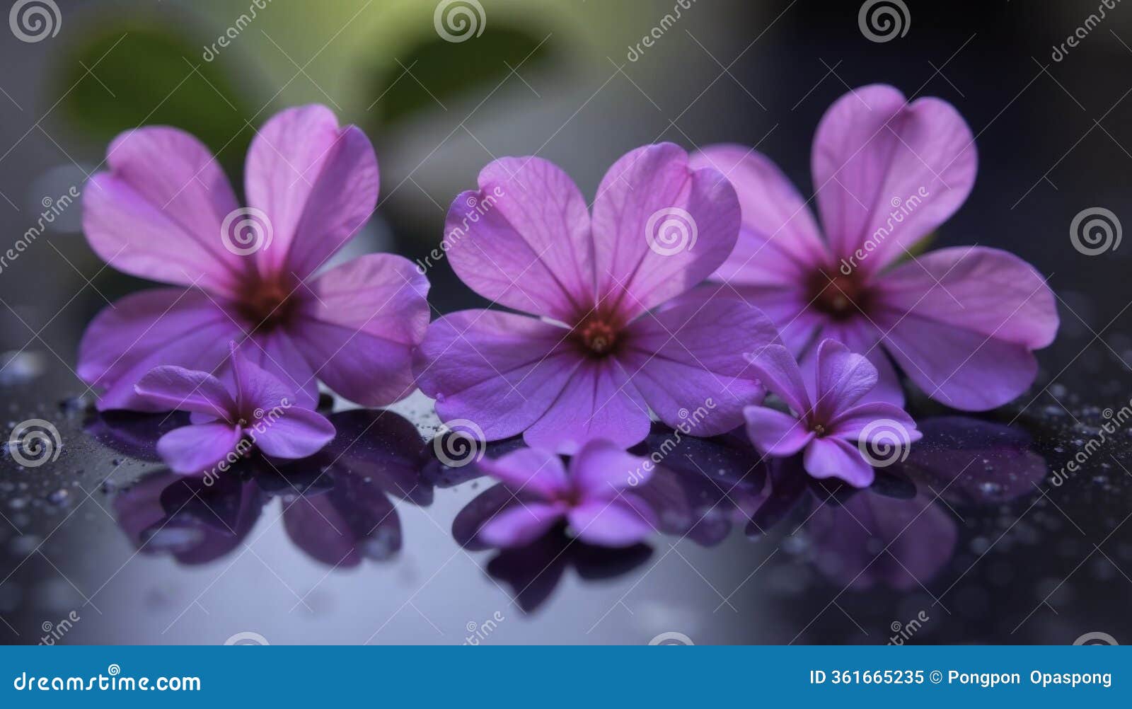 Jacaranda Blossom Tree Illustration Royalty-Free Cartoon ...