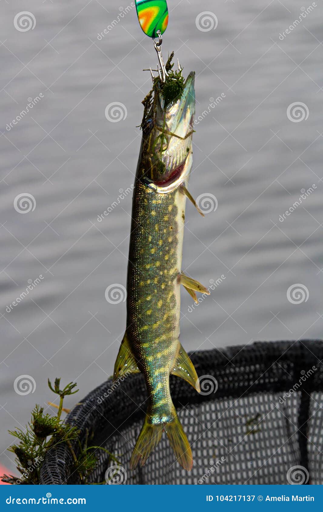 A Tiny Jack Fish Caught on a Hook Stock Image - Image of green, boat ...