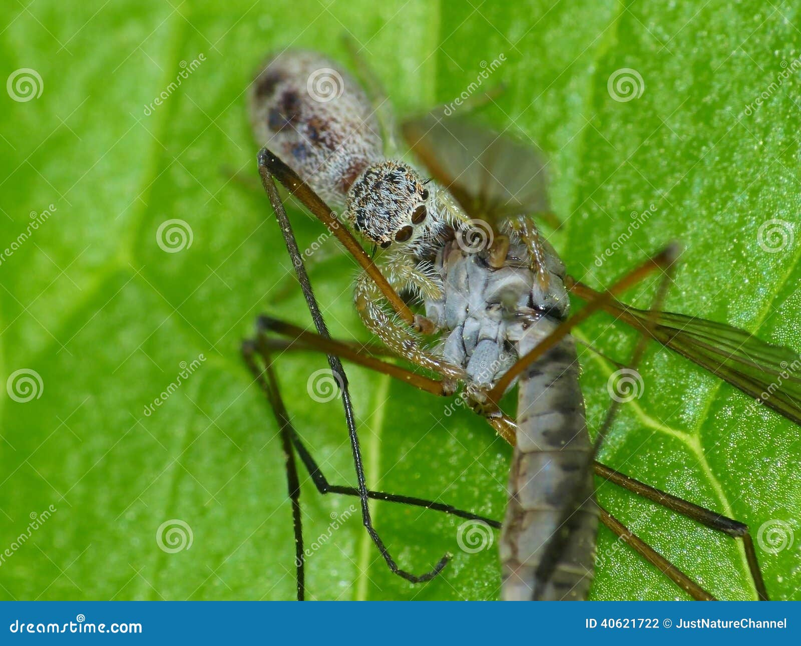 Tiny Jumping Spider on Leaf with Crane Fly Prey Stock Photo - Image of ...