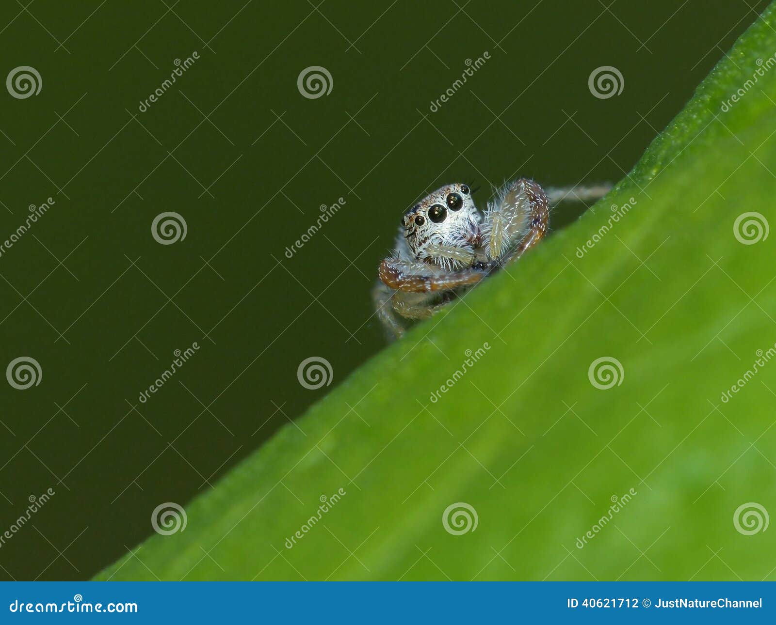 Tiny Jumping Spider Looking into the Camera Stock Photo - Image of bugs ...